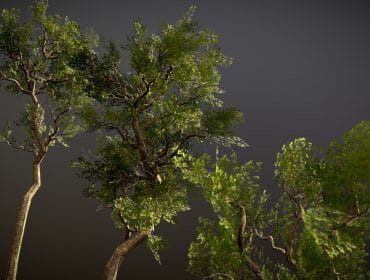 Nature & Plants Archives - deep3dsea