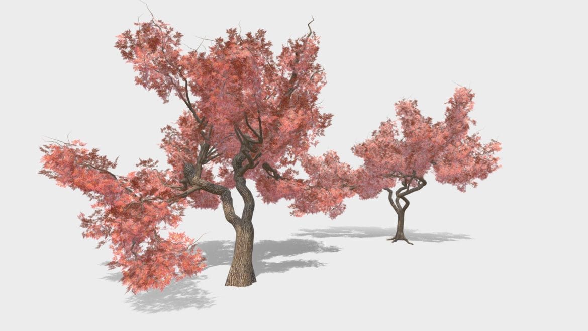 Japanese Maple tree 2 versions - deep3dsea