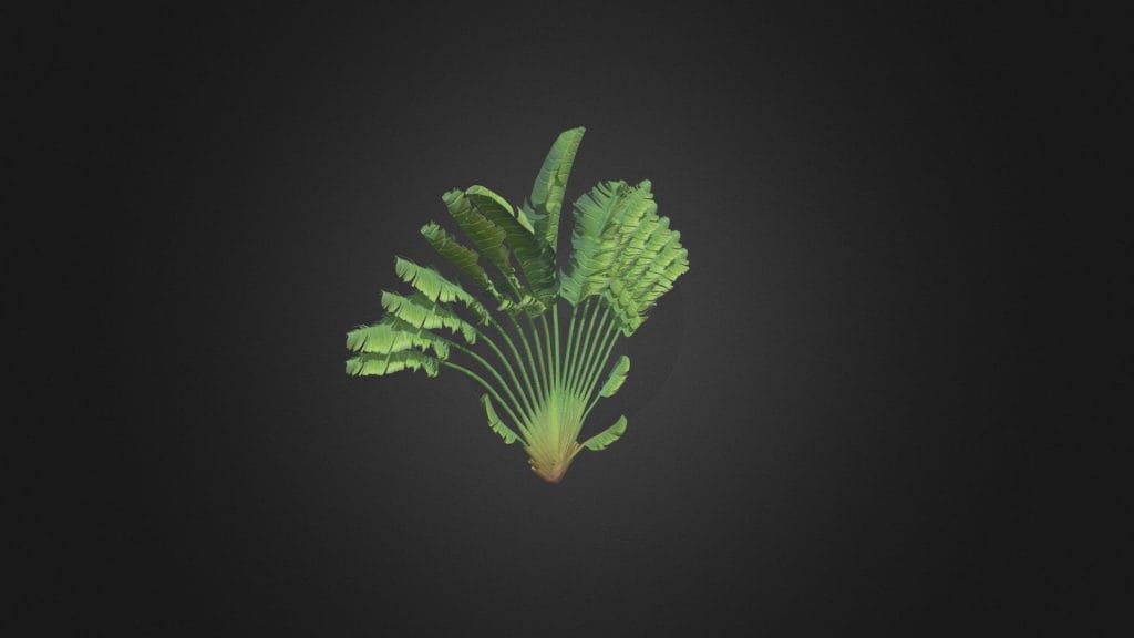 Crane Flower Plant - deep3dsea