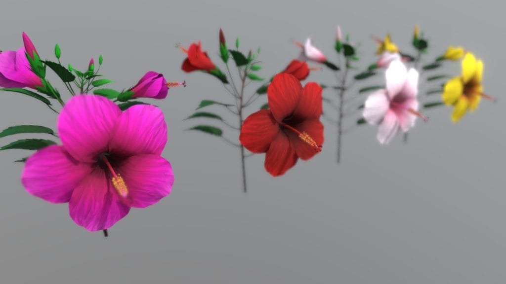 Flower Malaysia - deep3dsea