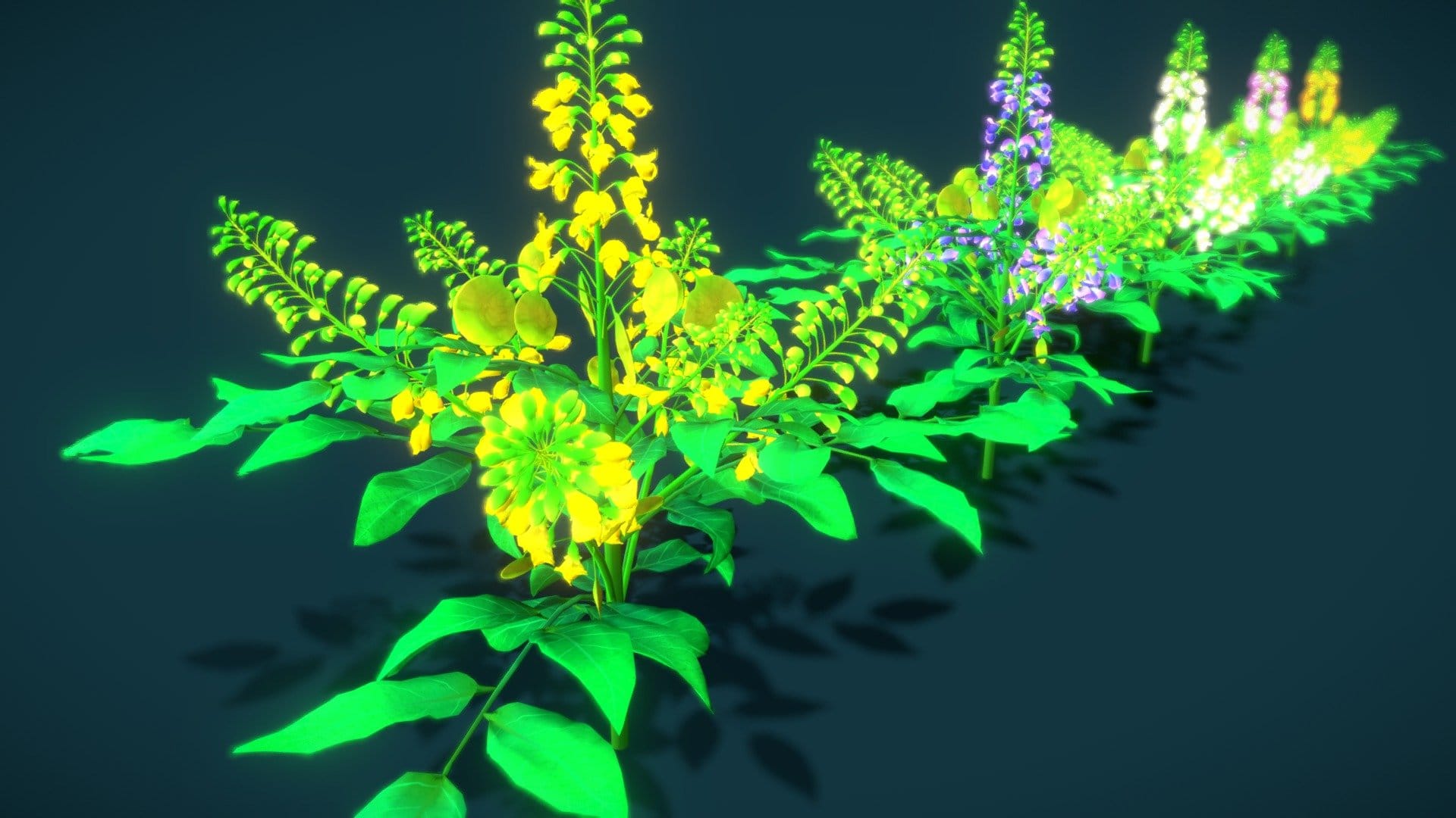 Flower Pterocarpus Indicus - deep3dsea