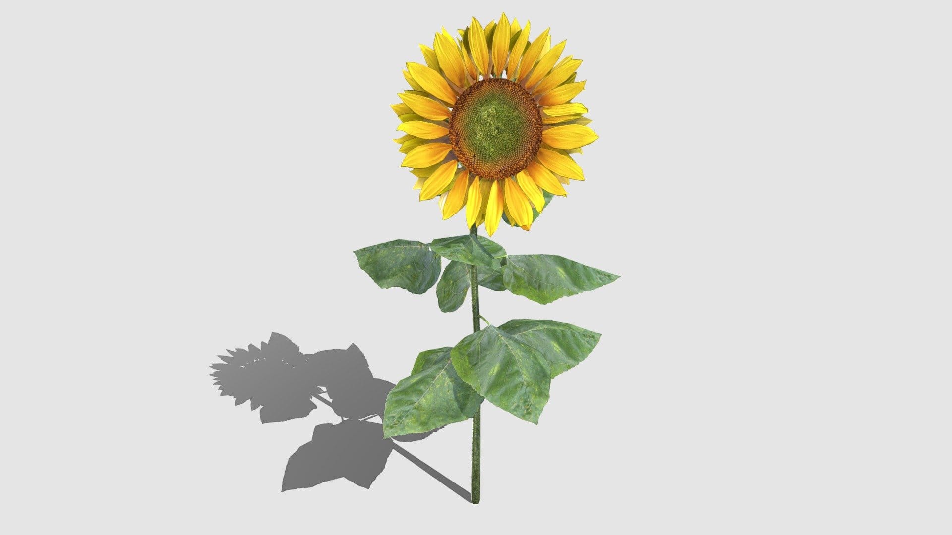Sunflower - deep3dsea