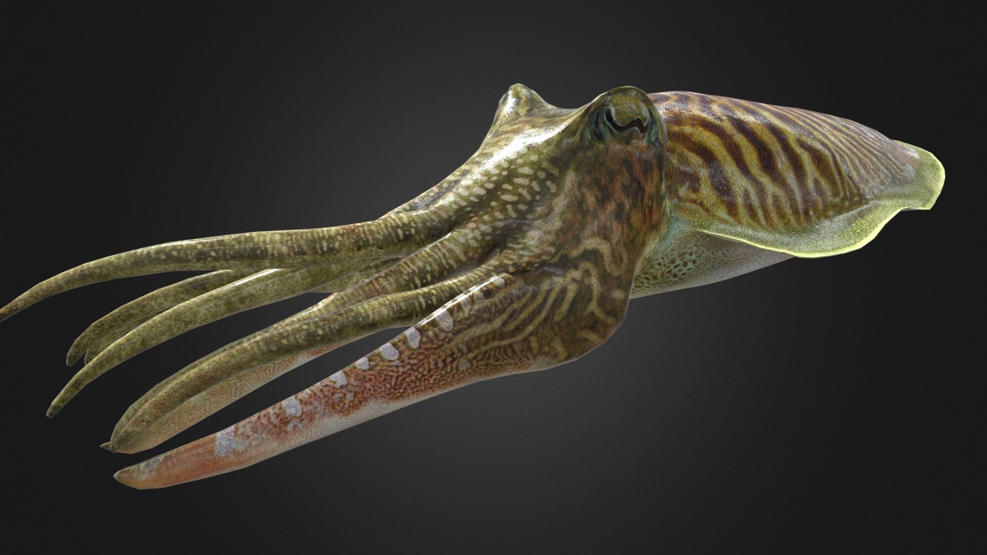 Cuttlefish - deep3dsea