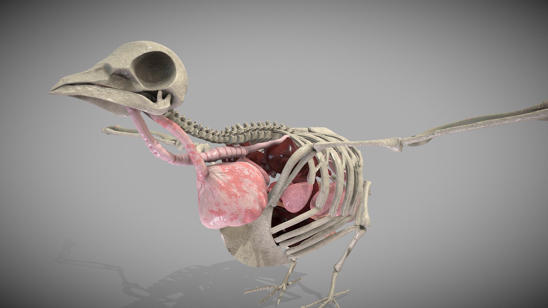 Pigeon Anatomy - deep3dsea
