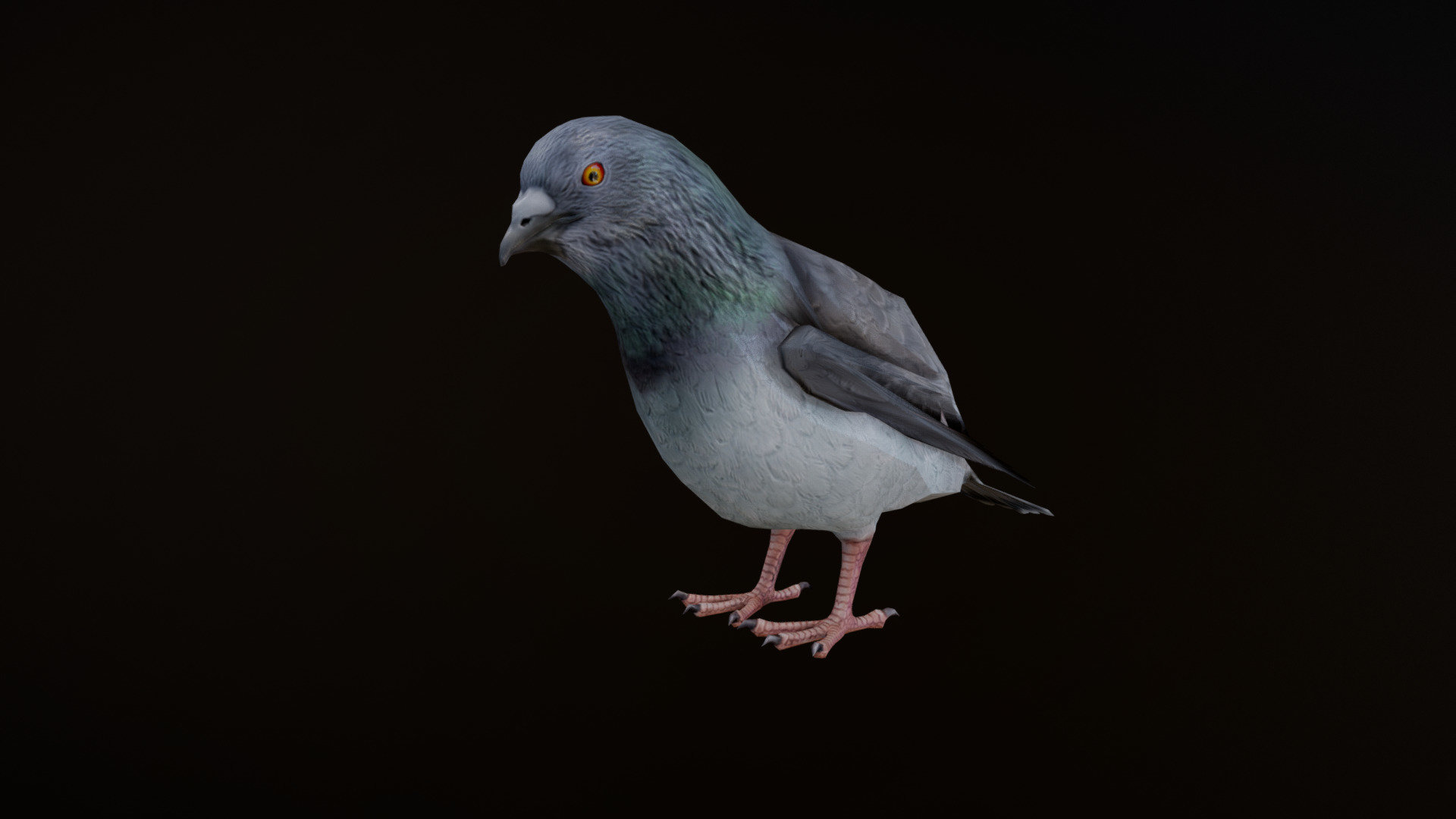 PIGEON ANIMATIONS - deep3dsea