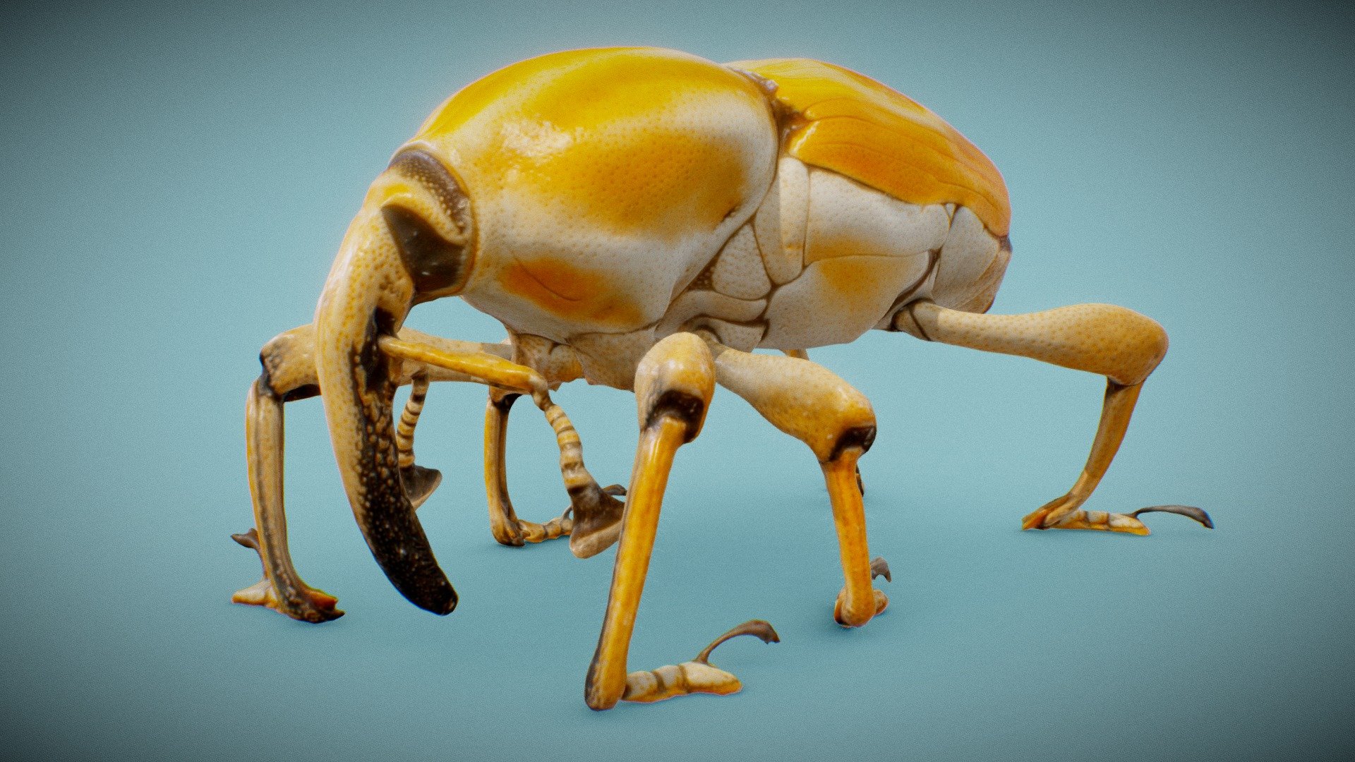 Poteriophorus Monilifasciatus - deep3dsea