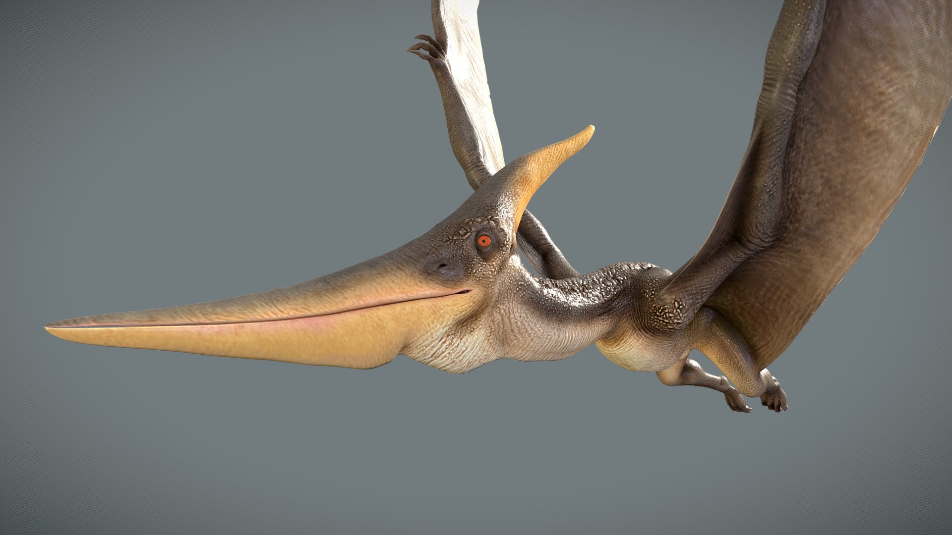 Pteranodon Longiceps - deep3dsea