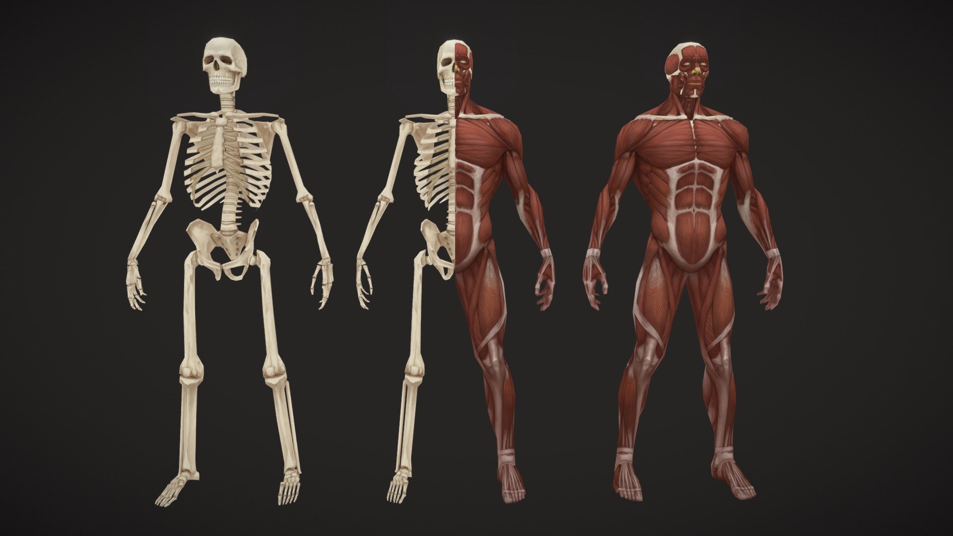 Stylized anatomy - deep3dsea