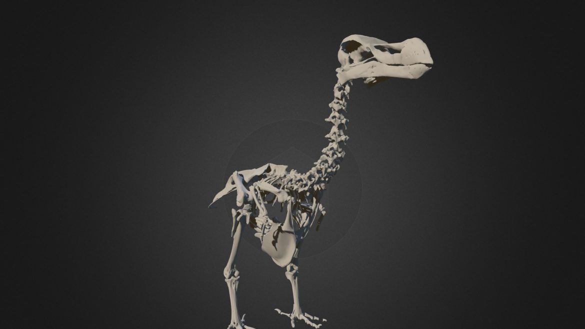 Download Durban Dodo Skeleton - Anatomically Correct Pose 3D Model ...