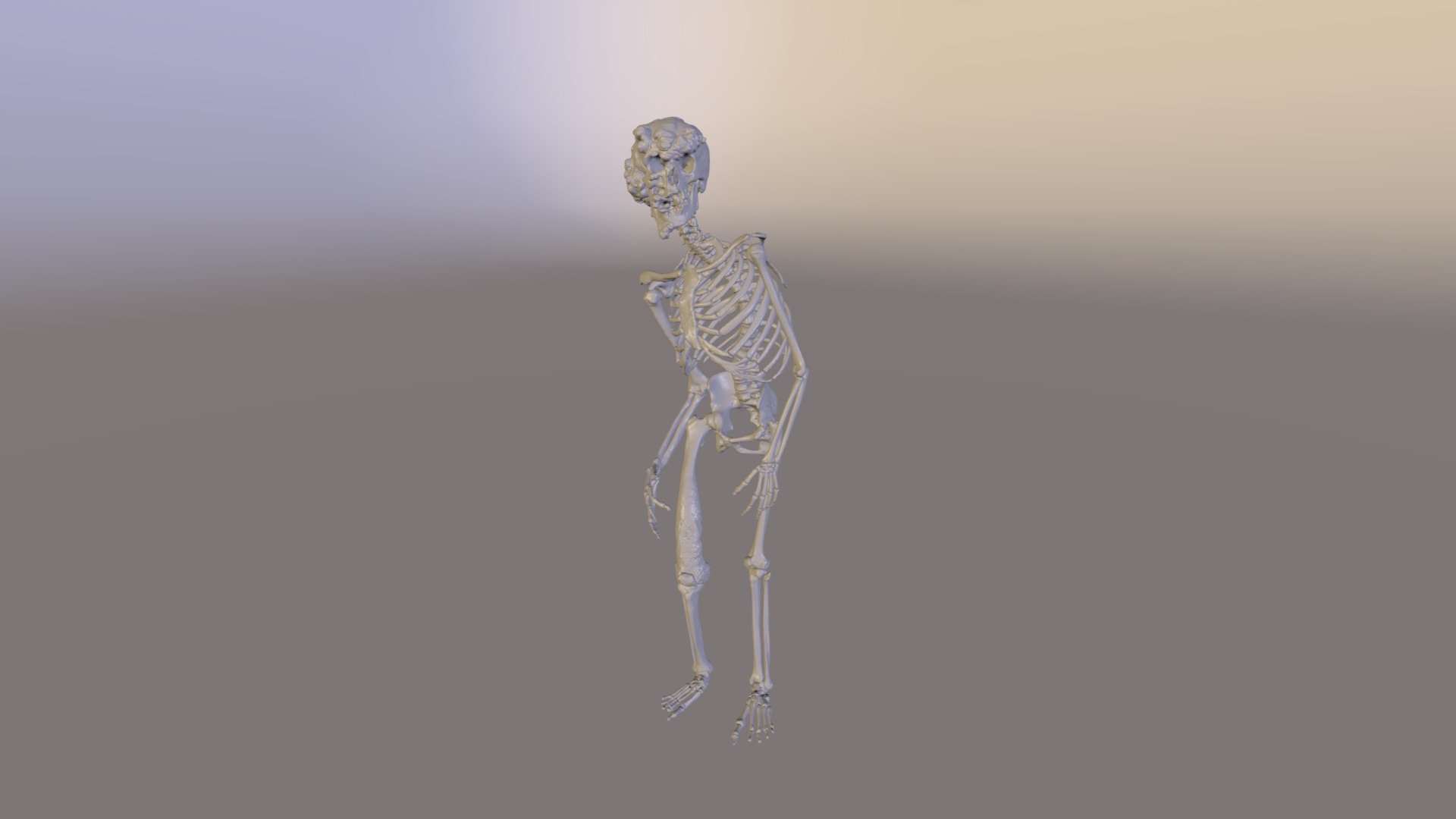 Elephant Man Skeleton - deep3dsea