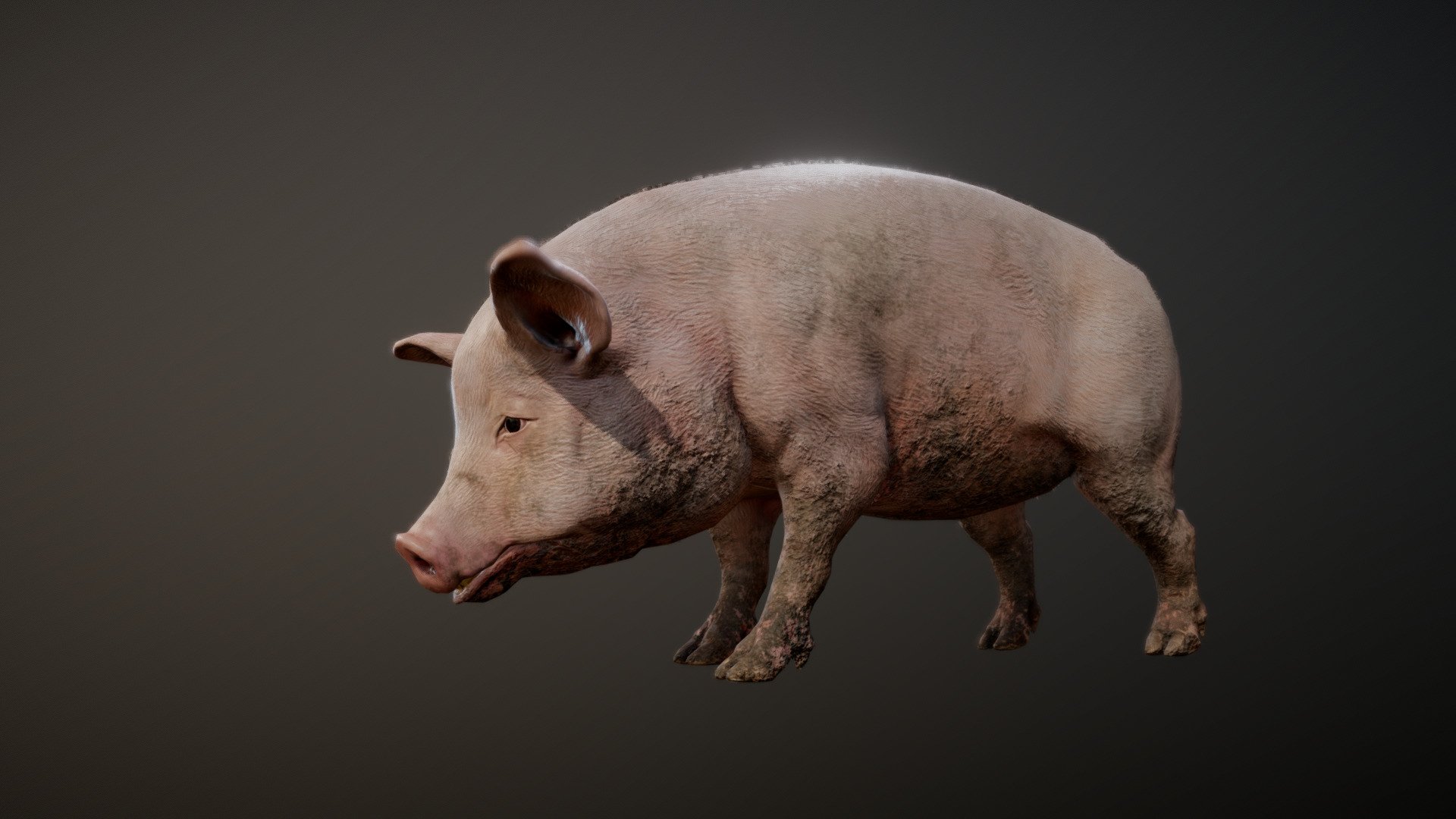 PIG ANIMATIONS - deep3dsea