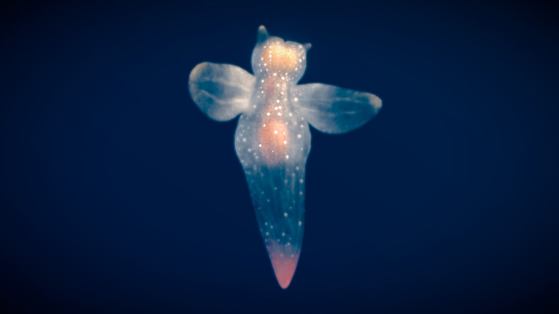 Sea Angel - deep3dsea