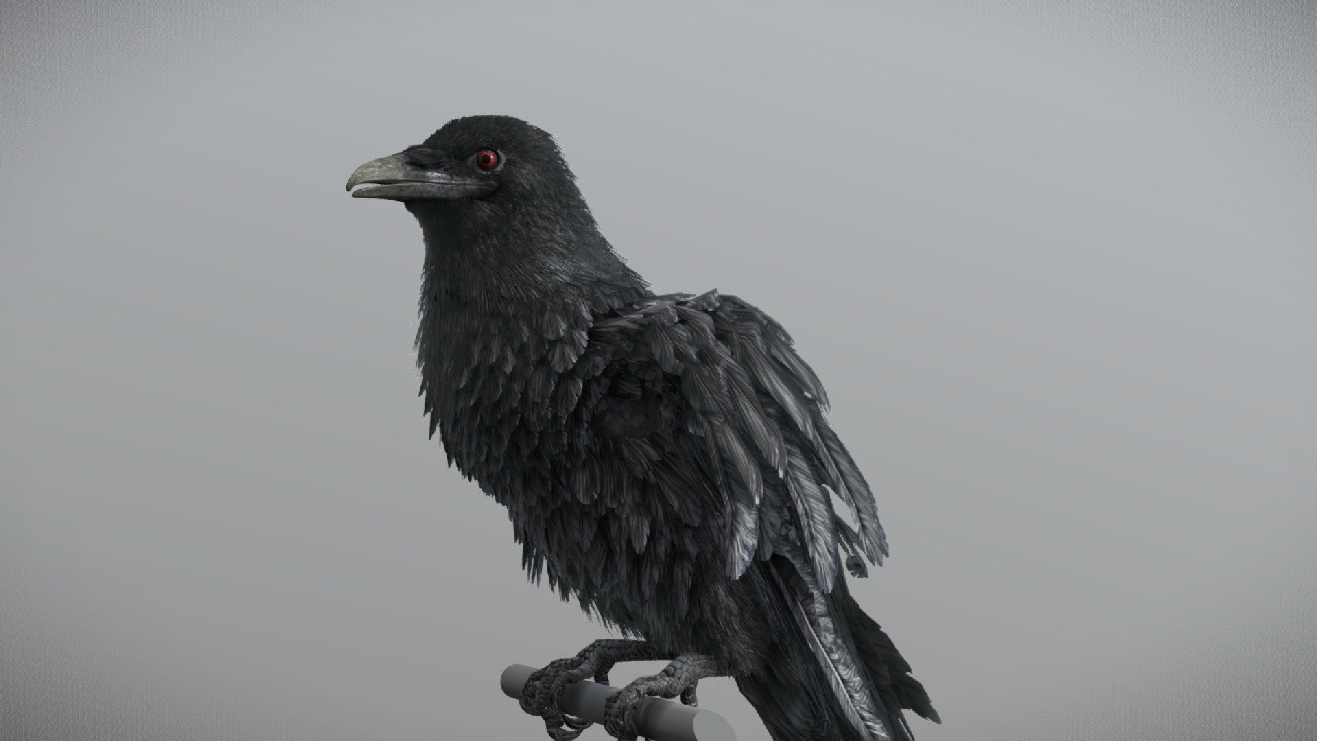 Download American Crow 3D Model | deep3dsea
