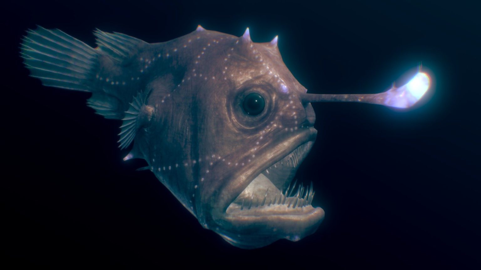 Atlantic Footballfish ♀ - deep3dsea