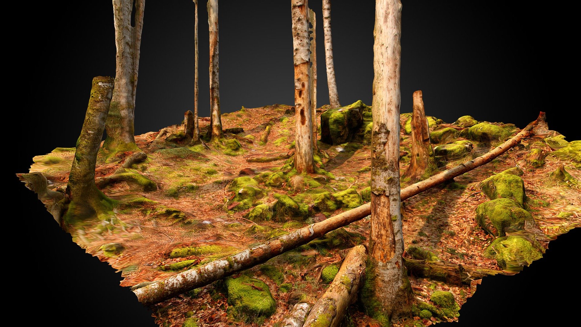 Download Beech forest (Fagus sylvatica) 3D Model | deep3dsea