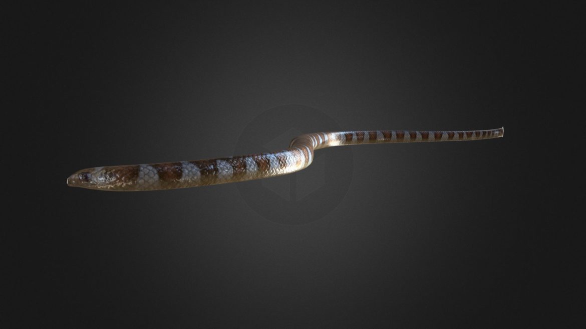 Download Black Banded Sea Krait Rigged 3D Model | Deep3DSea
