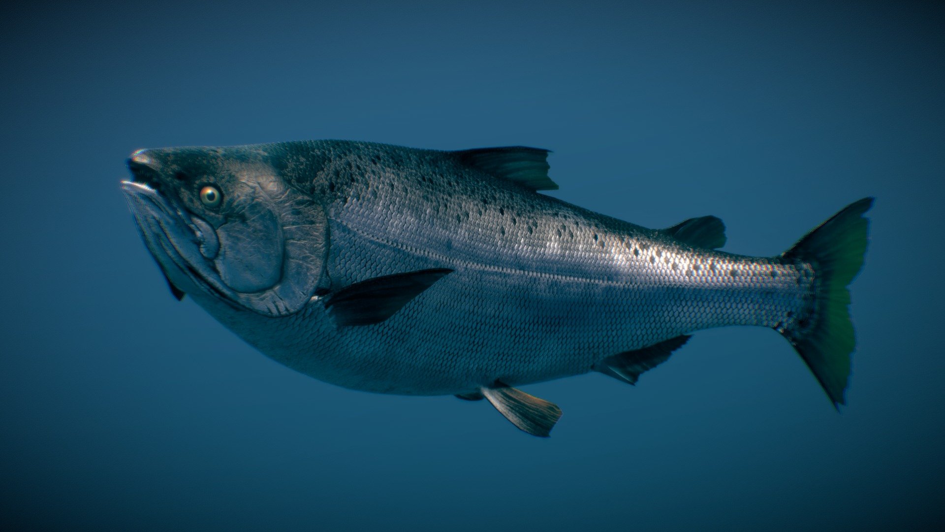 Chinook Salmon ( Ocean phase ) - deep3dsea