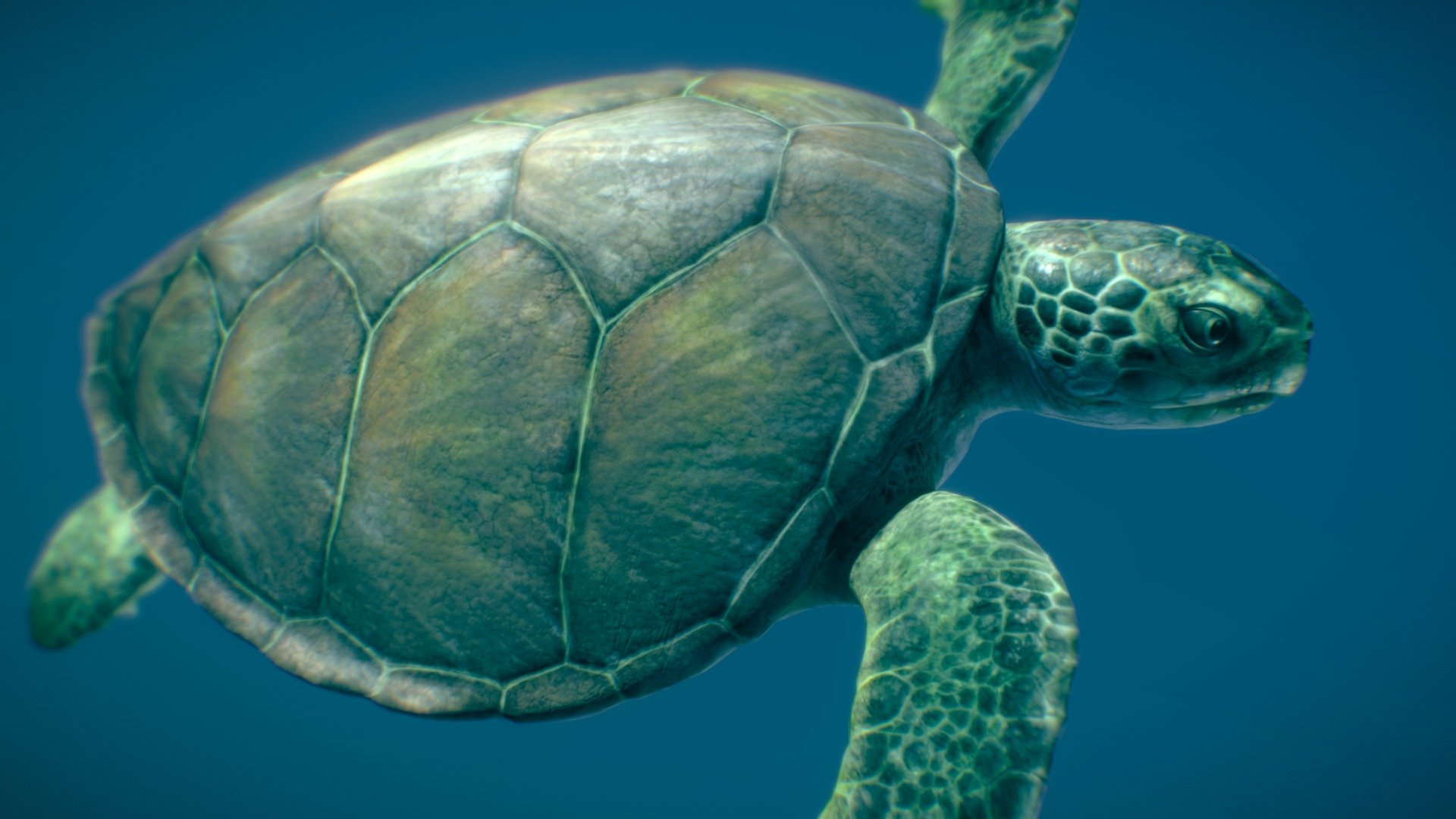 Green Sea Turtle ♀ - deep3dsea