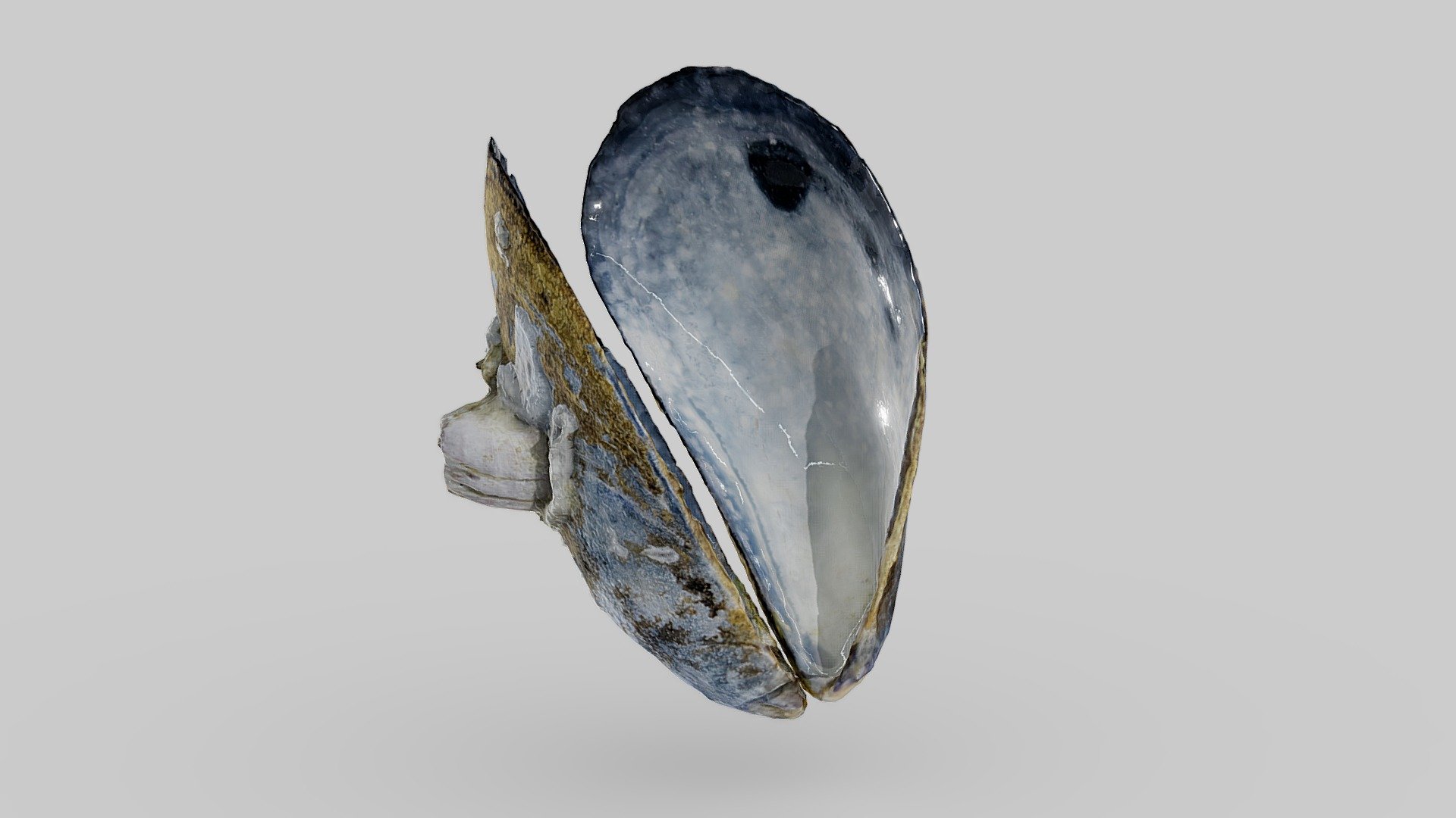 Mussel Shell from Montauk Beach - deep3dsea