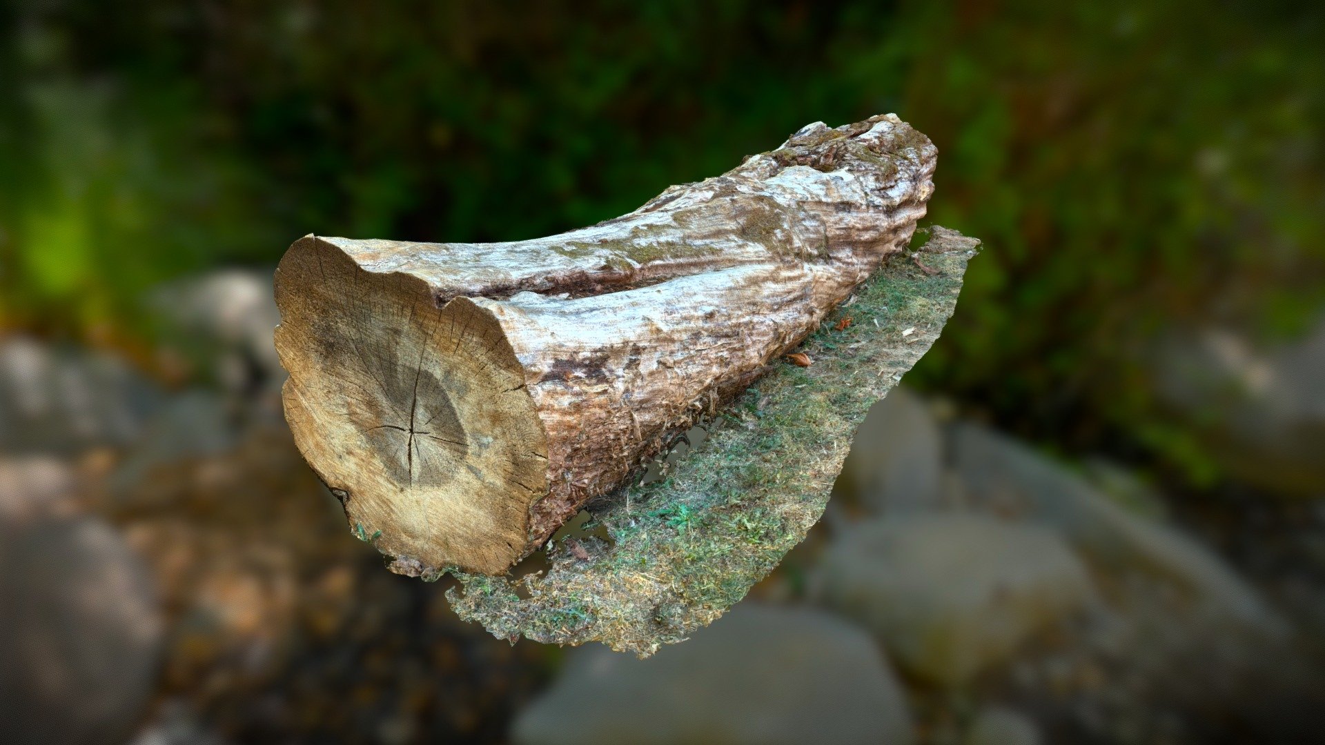 Old Log - deep3dsea