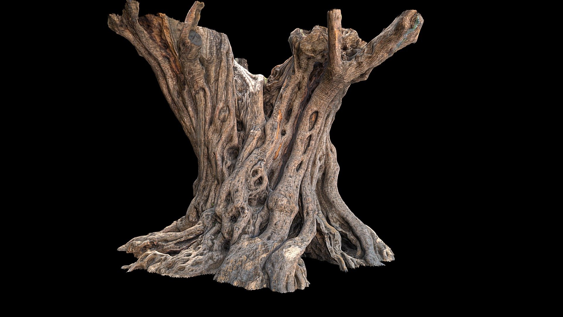 Old Olive Tree Trunk - deep3dsea
