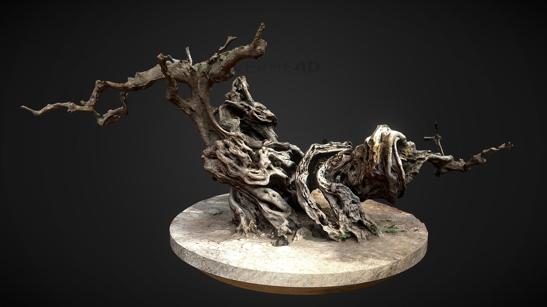 Olive Tree | 2500 years old - deep3dsea