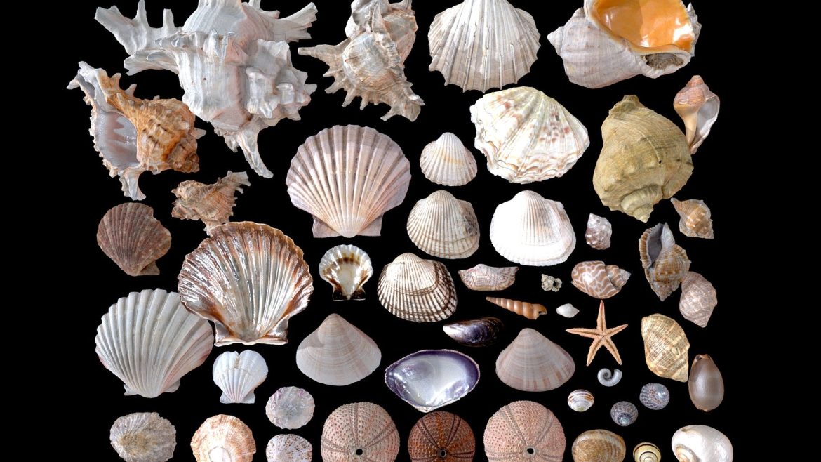 Sea and Ground Shells Pack - deep3dsea