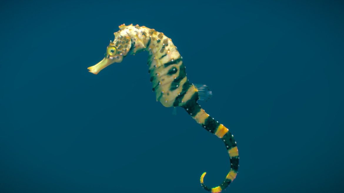 Tiger Tail Seahorse ♀ - deep3dsea