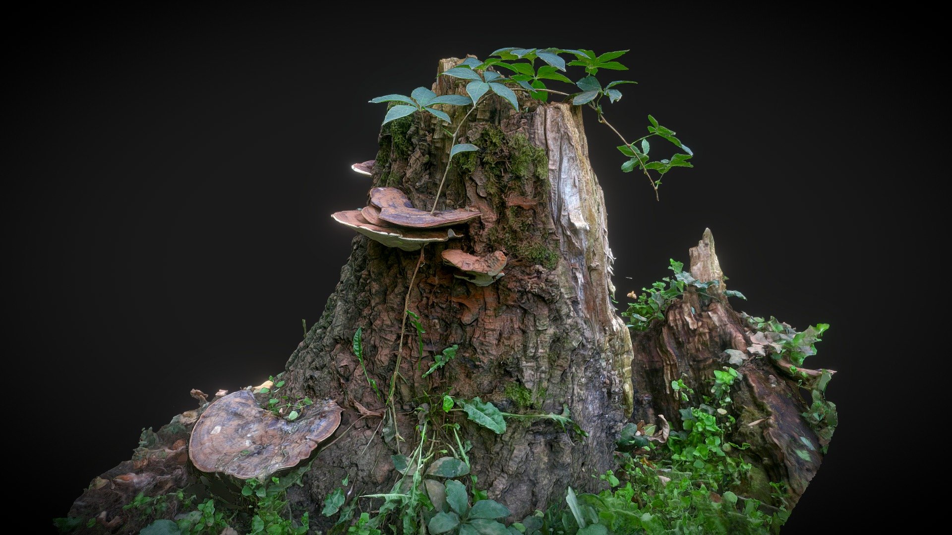 Tree stump - deep3dsea