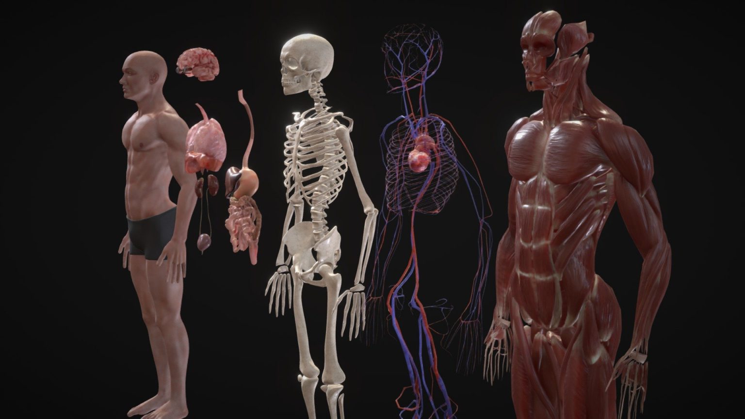 Animated Full Human Body Anatomy - deep3dsea