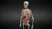 Human Body Anatomy 3d Model - for realistic medical proj...