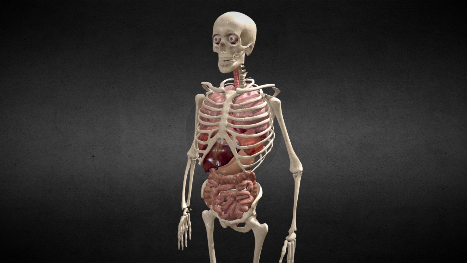 Human Body Anatomy 3d Model - for realistic medical proj...