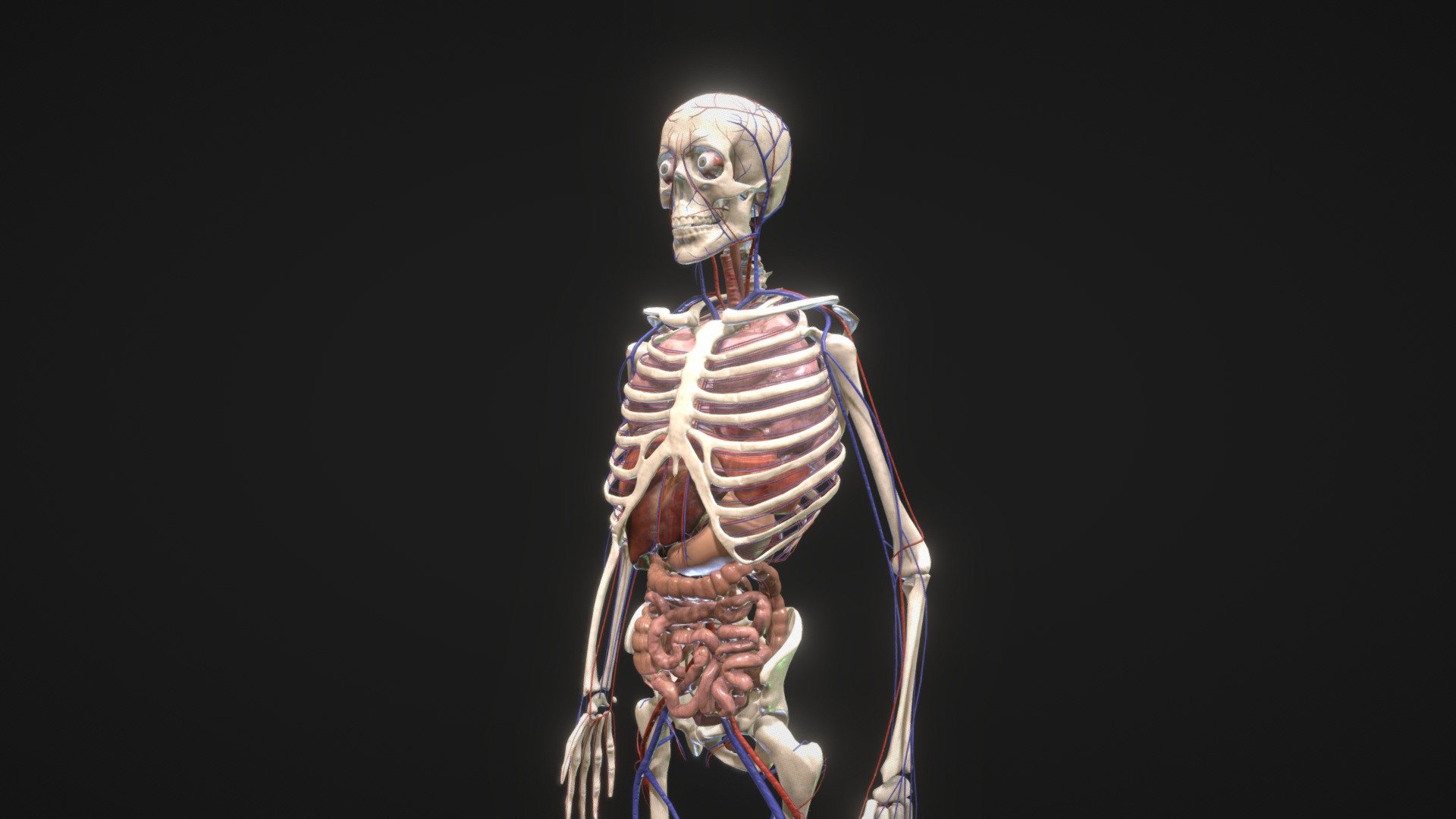 Animated Human Body with circulatory system - deep3dsea