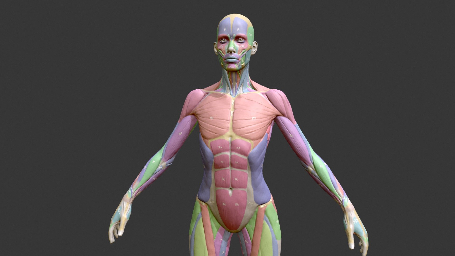 Écorché Female Musclenames Anatomy - deep3dsea