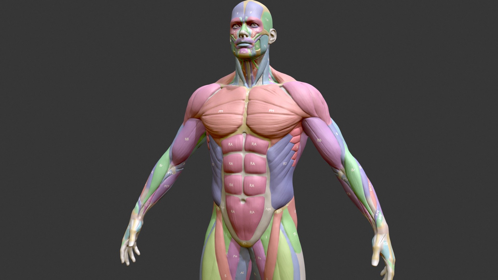 Download Écorché Male Musclenames Anatomy 3D Model | deep3dsea