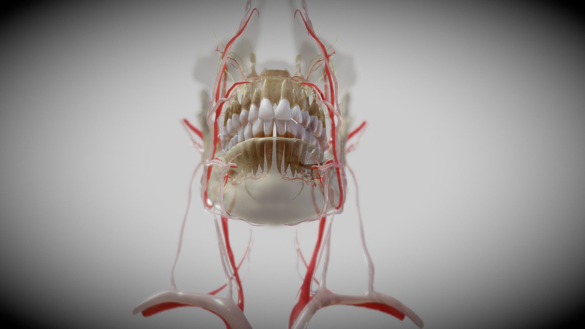 Download Orofacial anatomy with blood and nerve supply 3D Model | deep3dsea