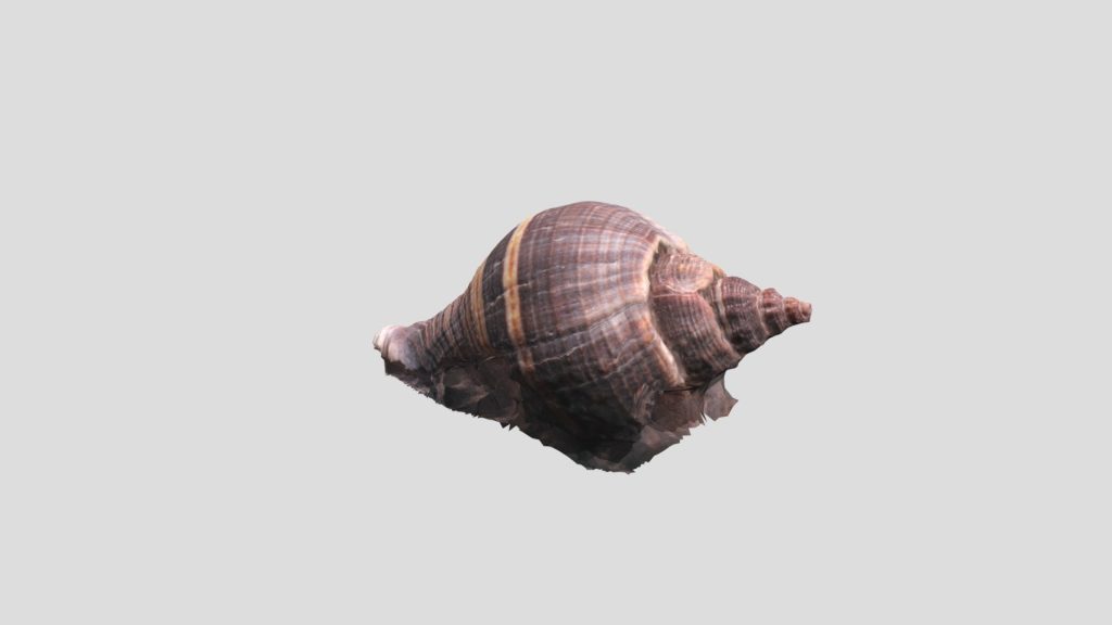 Shell Scan Test - deep3dsea