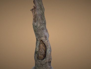 broken-tree Archives - deep3dsea