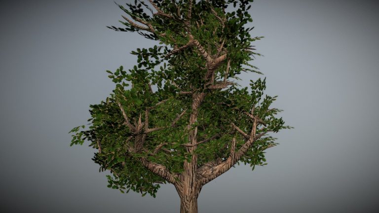 first tree - deep3dsea