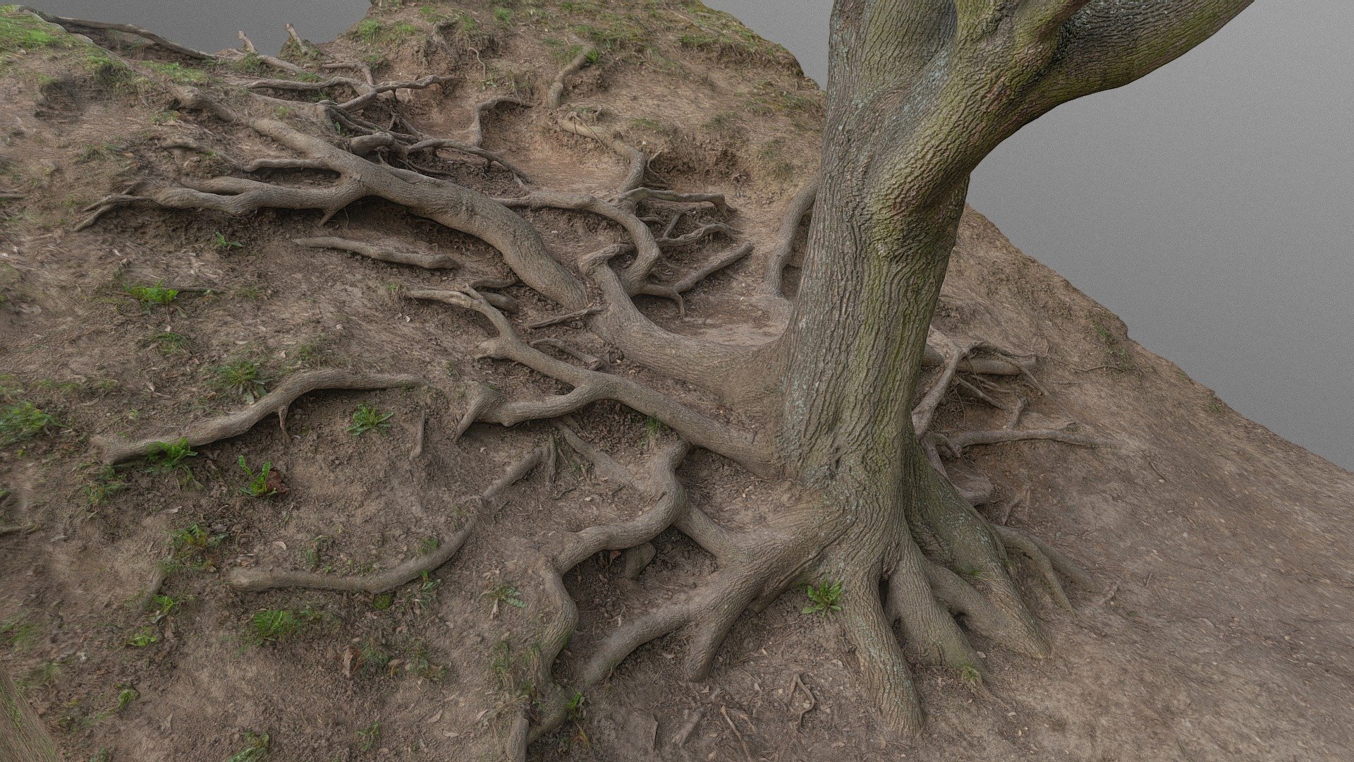 Intertwined maple tree roots - deep3dsea