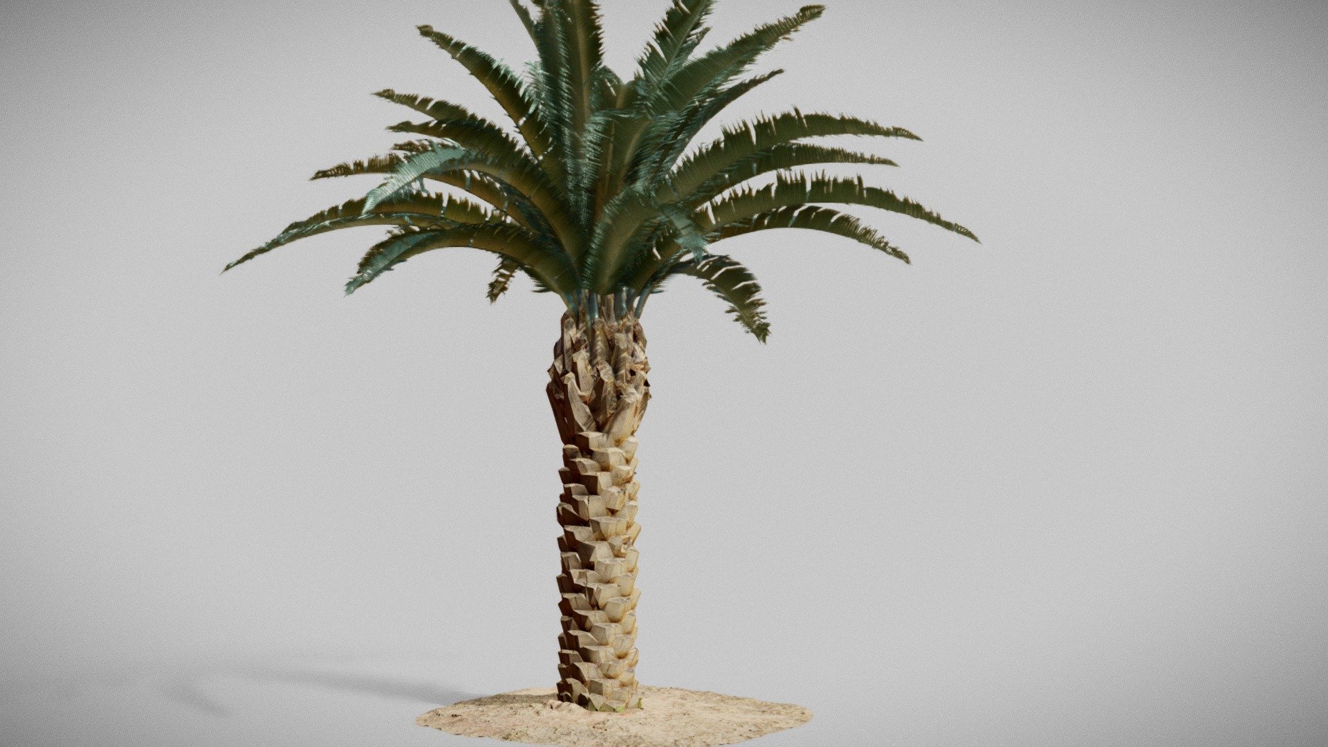 Palm Tree 03 - deep3dsea