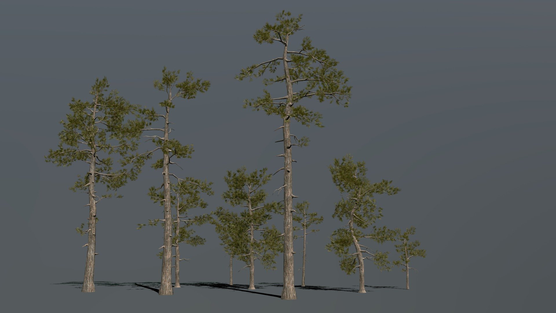 Pine Trees Forest - deep3dsea