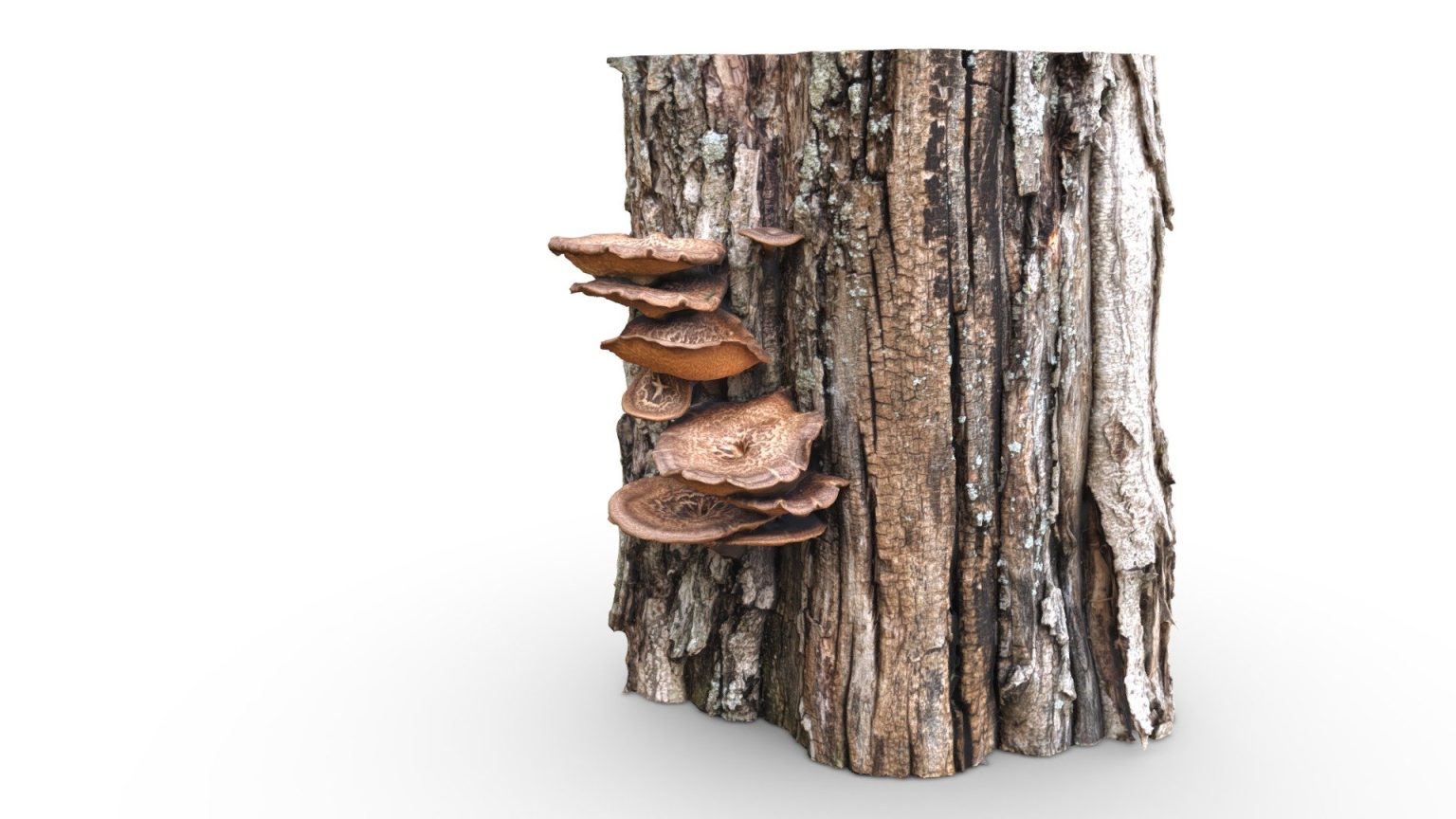 Tree With Mushrooms - deep3dsea