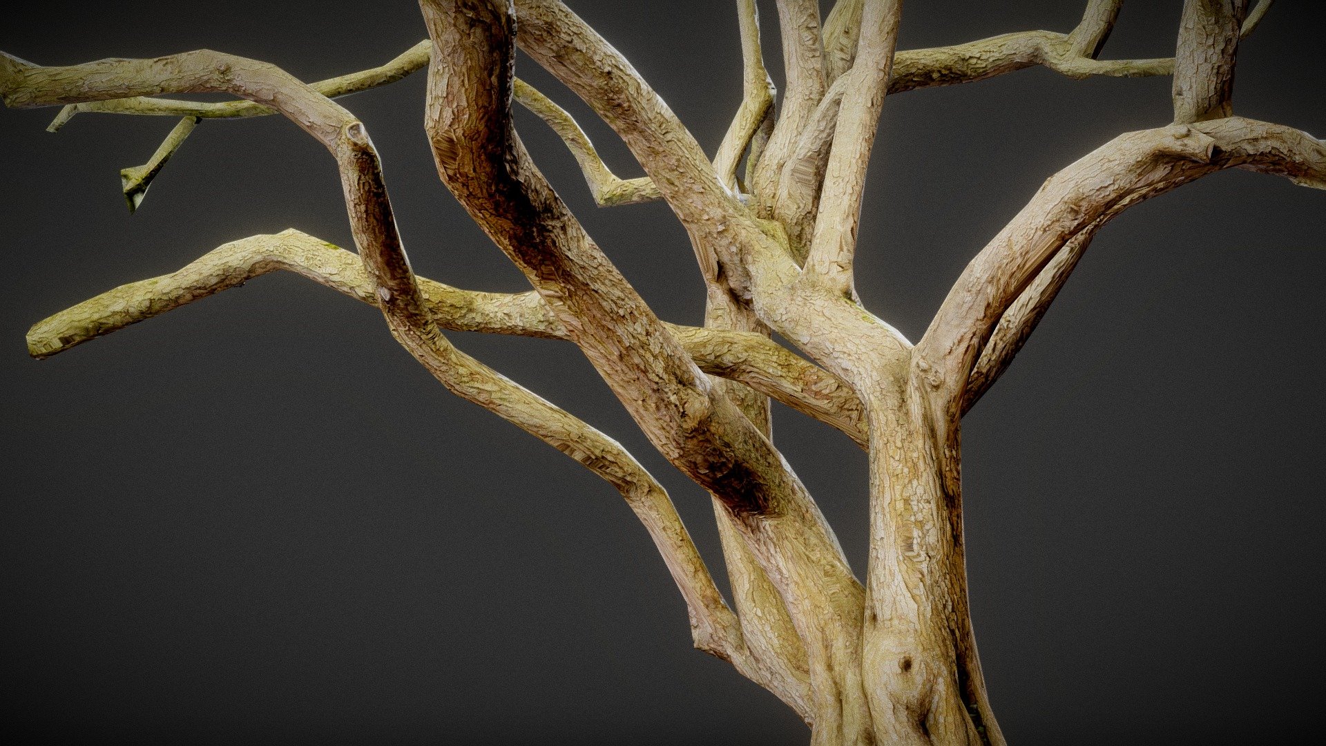 Big Tree - deep3dsea