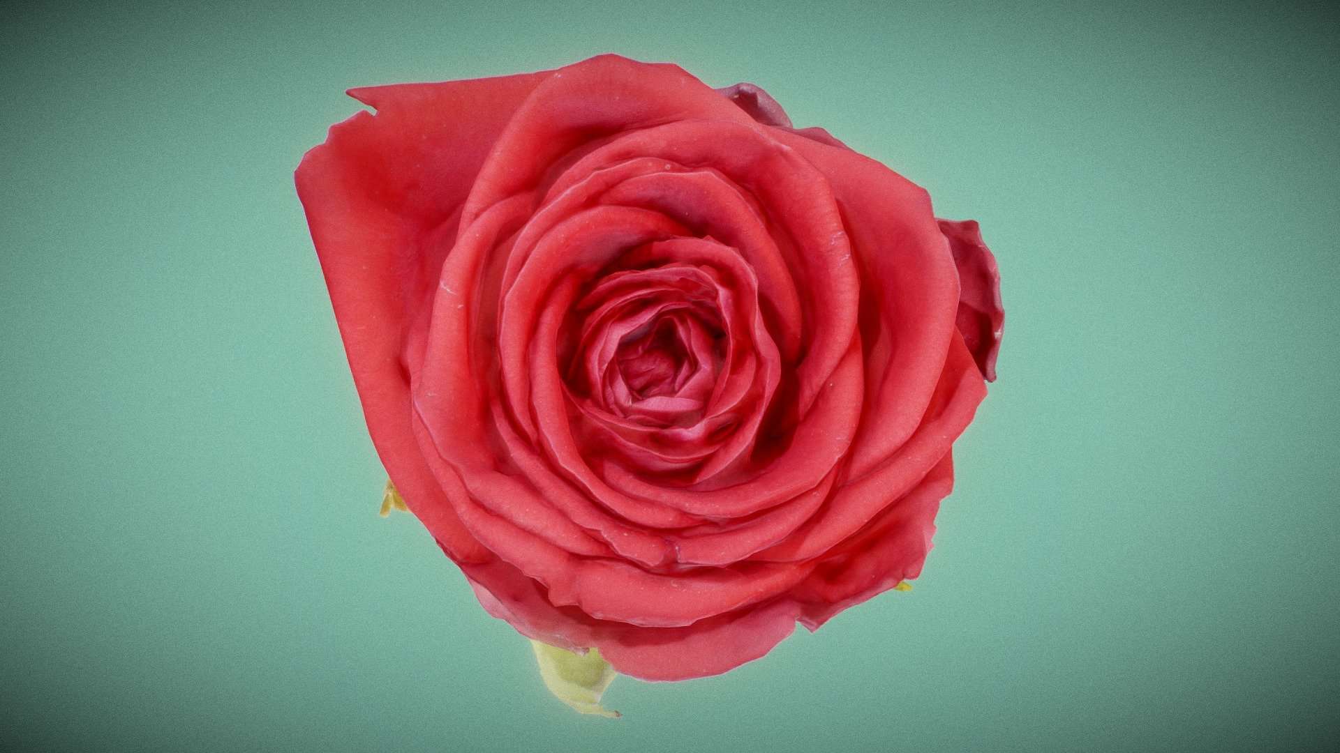 China Chinese Rose Rosa Chinensis 2 - deep3dsea