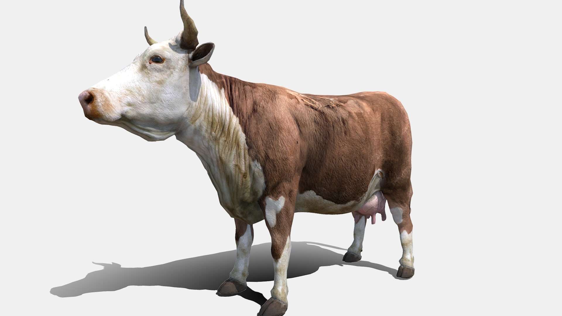 Cow - deep3dsea