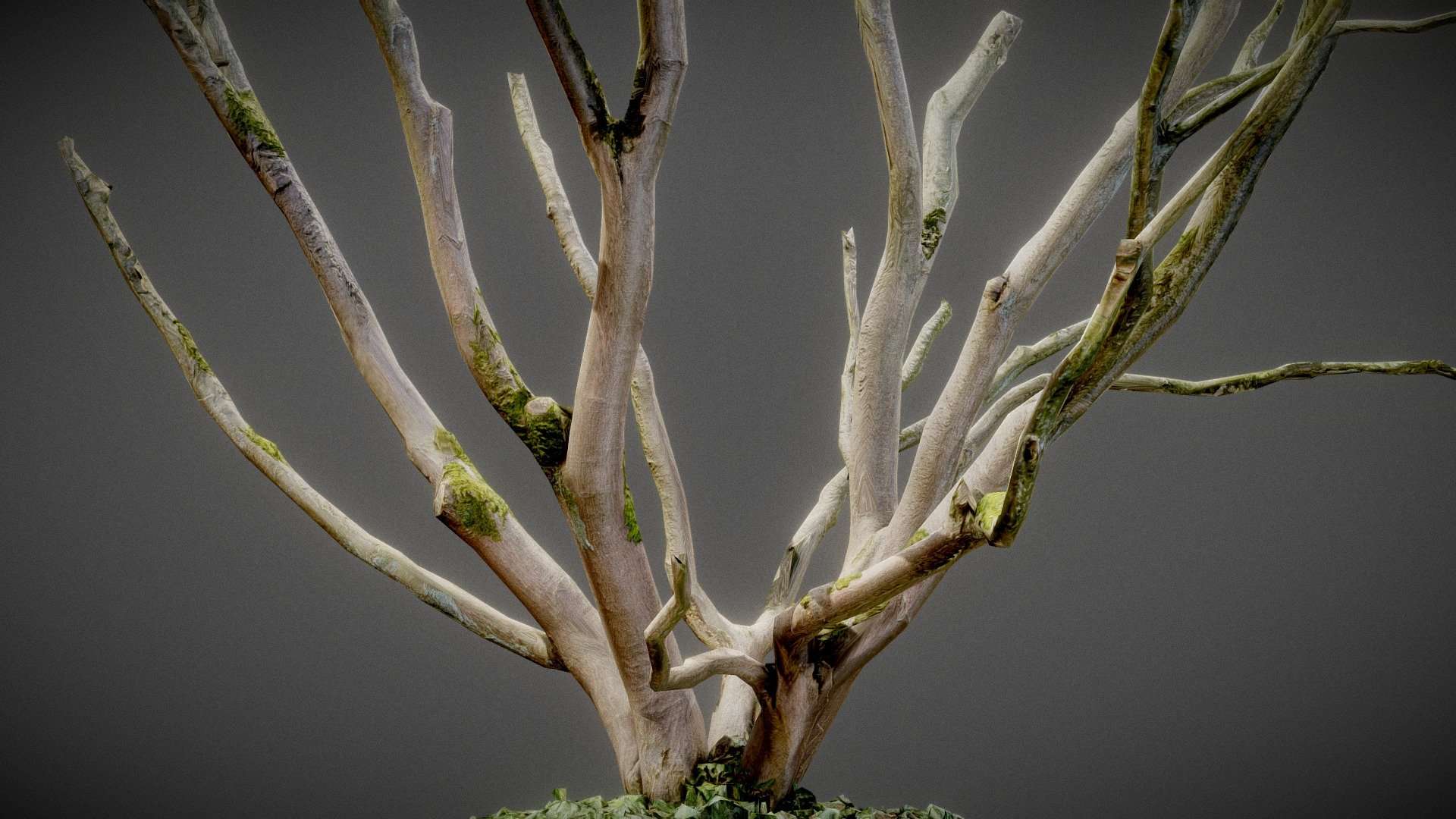 Curly Tree - deep3dsea