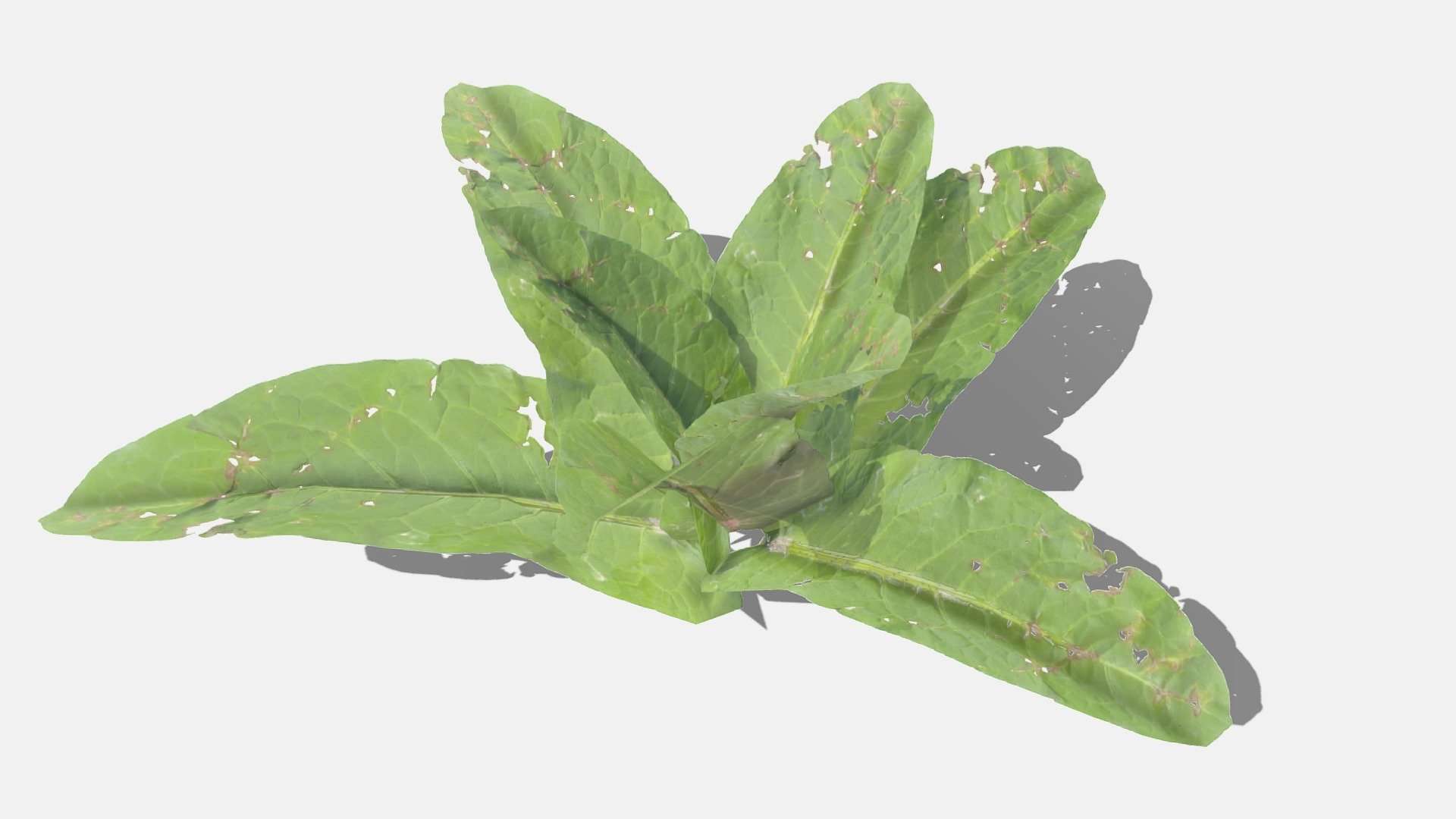 Doc Leaf - deep3dsea