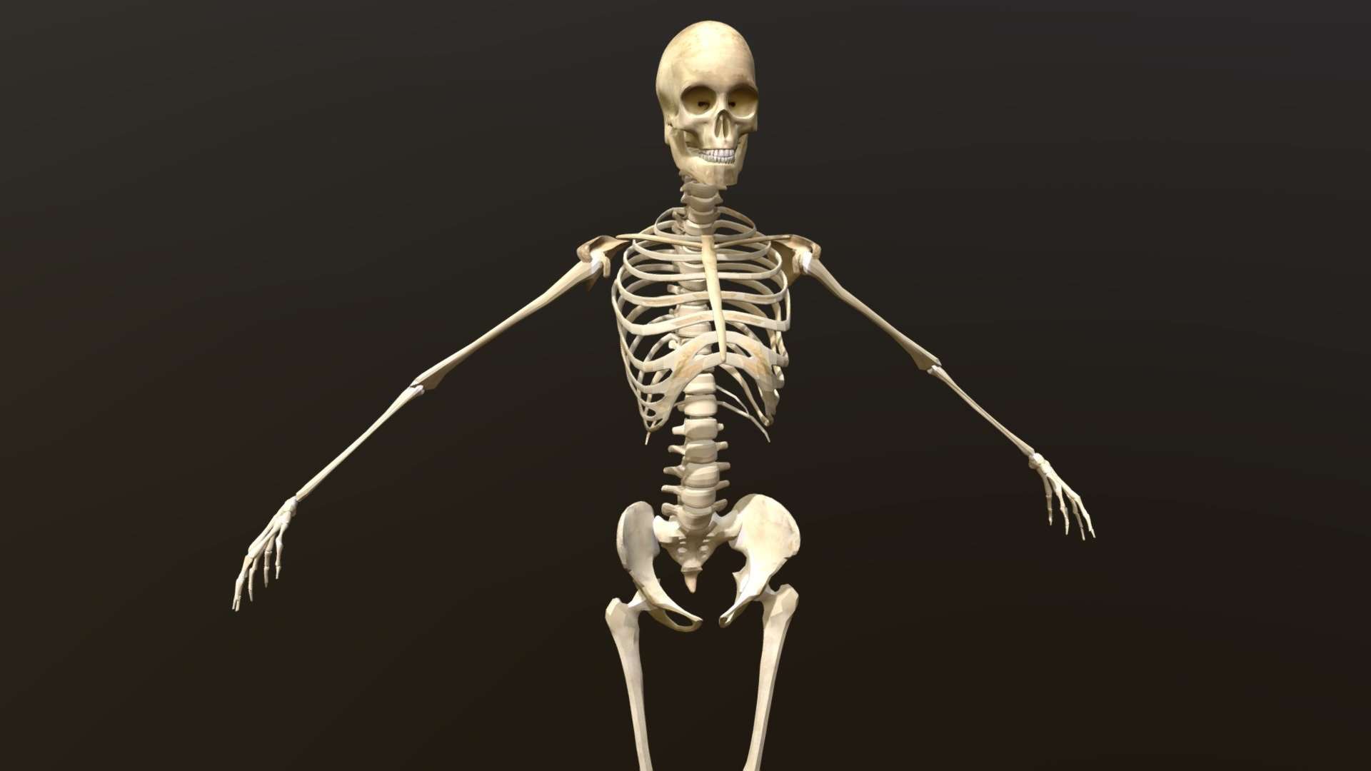 Female Skeleton - deep3dsea