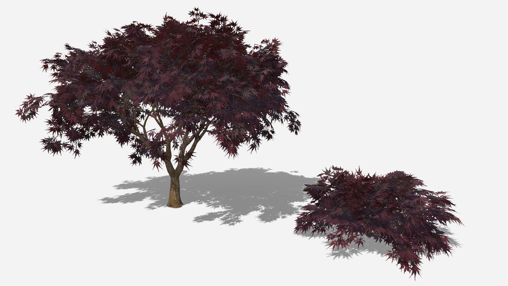Japanese Maple - deep3dsea